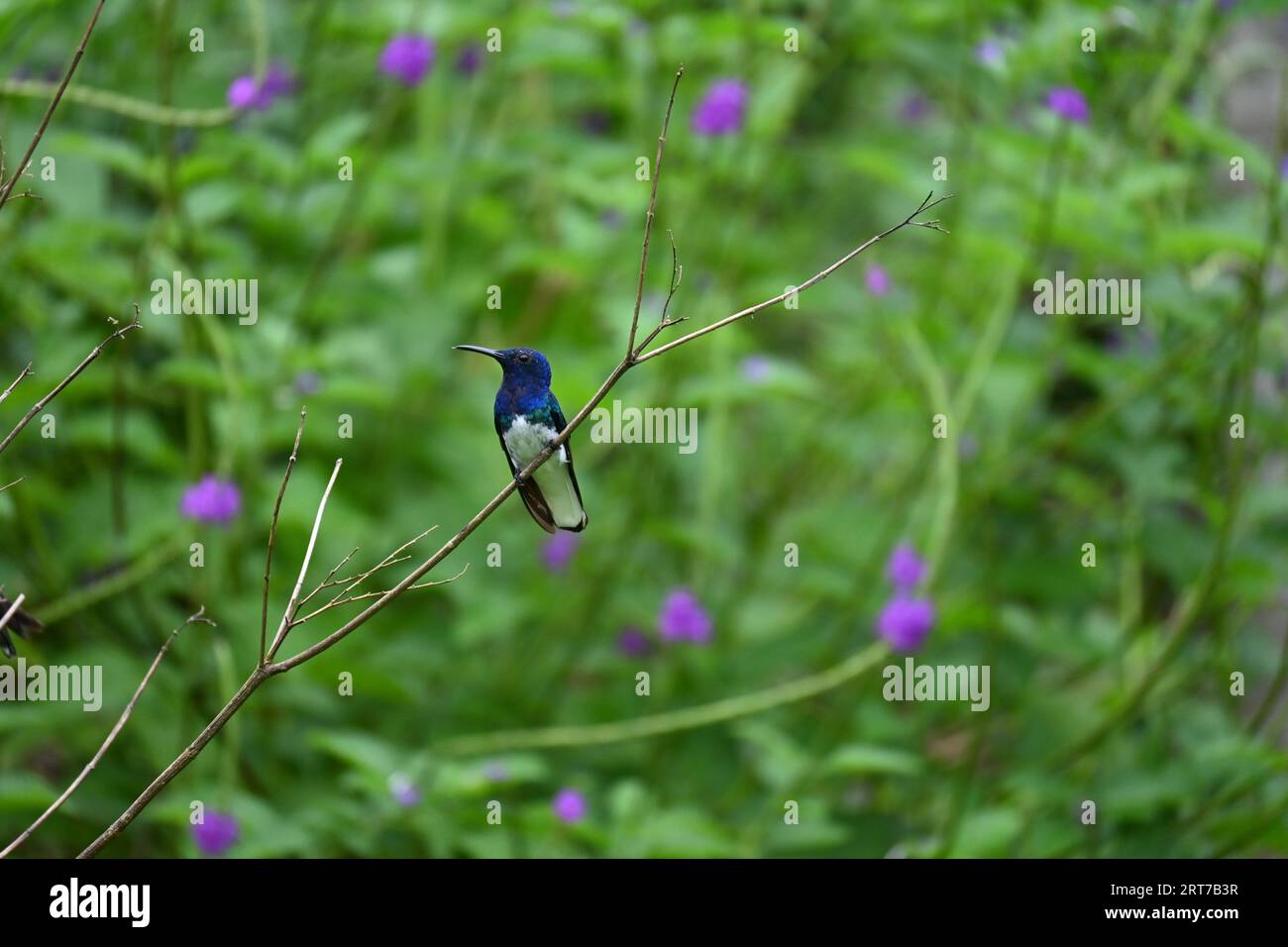 Nikon animals hi-res stock photography and images - Alamy