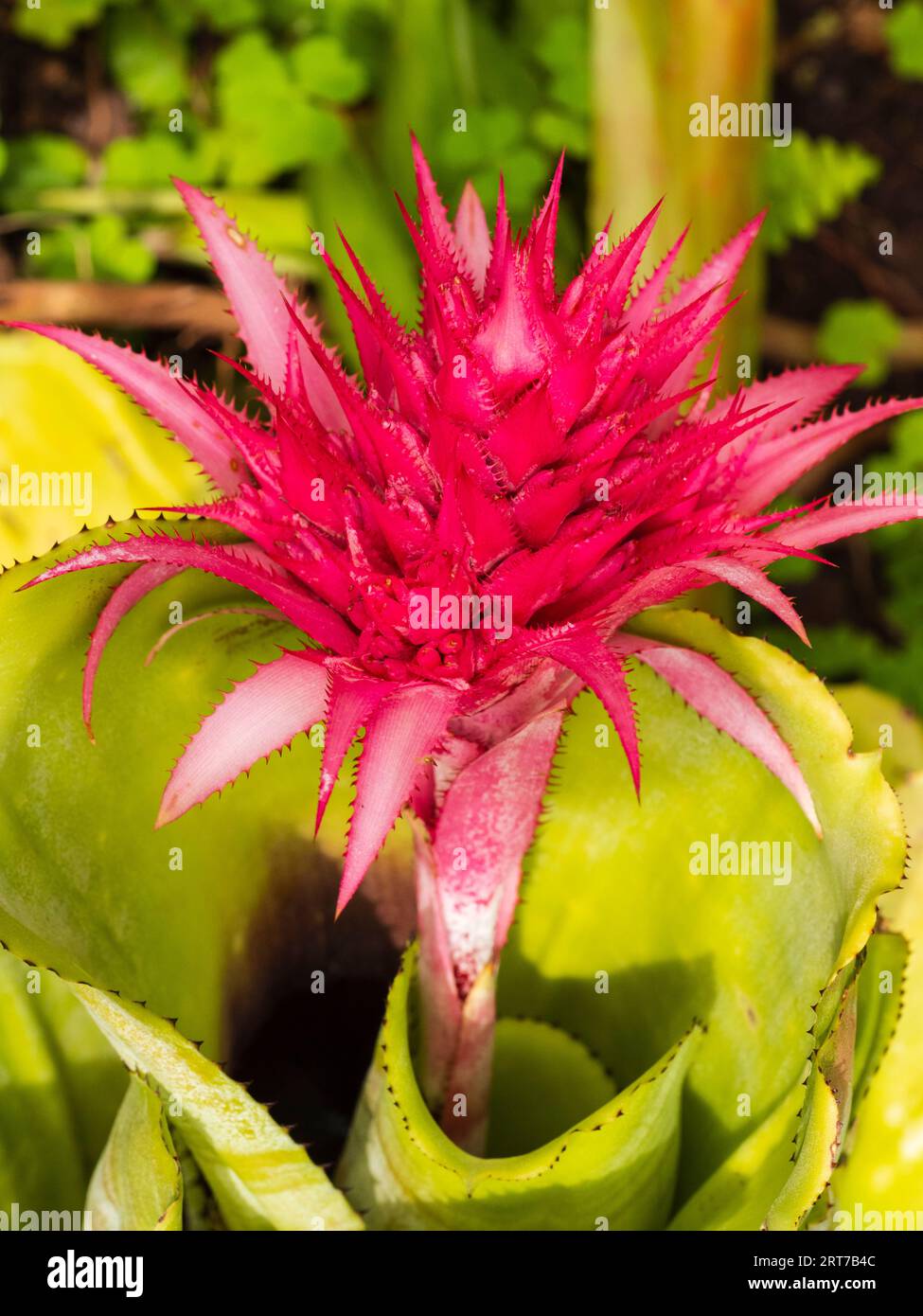 Pink infloresence of the tender Brazilian bromeliad Aechmea fasciata ...