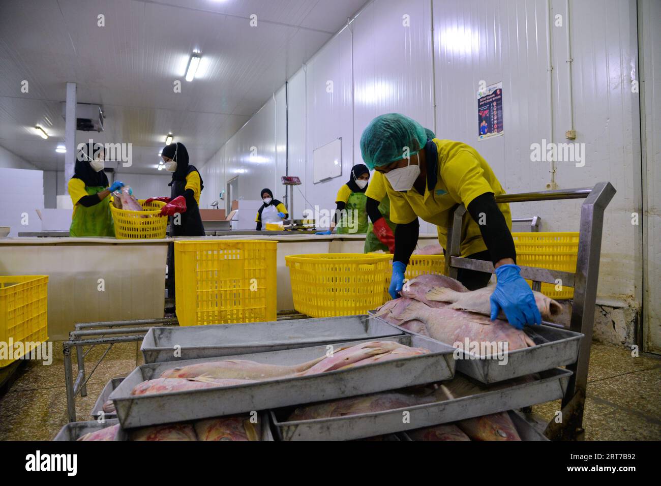 China fish processing hi-res stock photography and images - Alamy