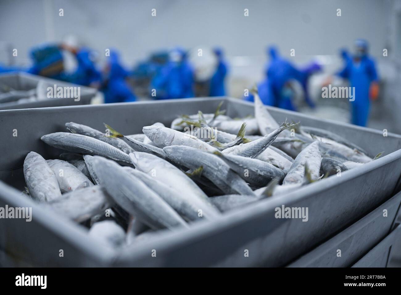 (230911) -- FUZHOU, Sept. 11, 2023 (Xinhua) -- Workers work on the sea ...