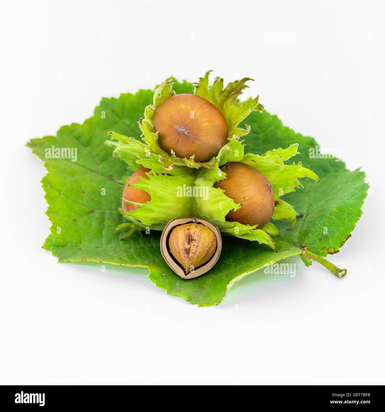 pile of ripe hazelnuts on white background Stock Photo - Alamy