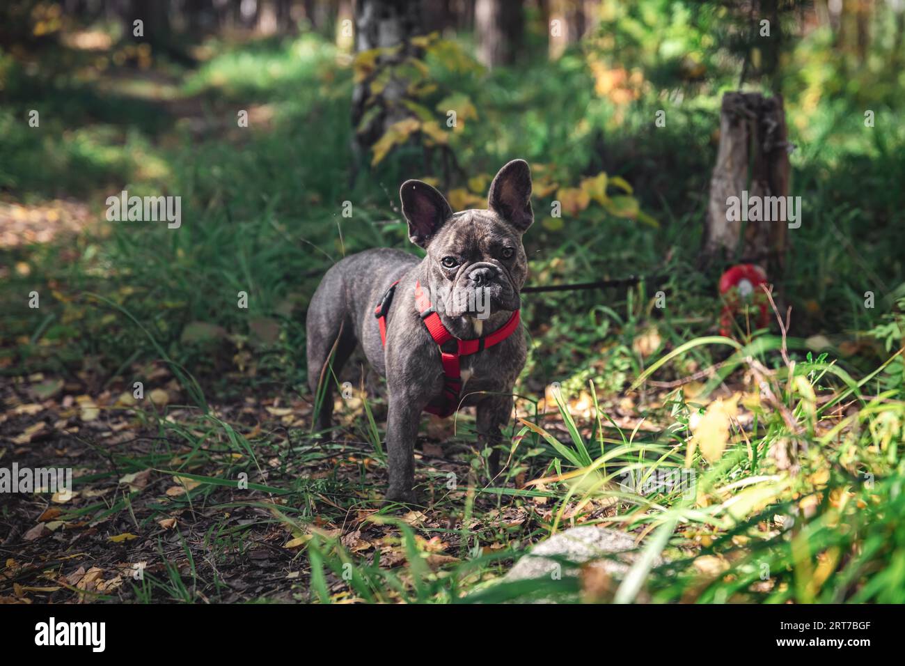 beautiful adorable brindle french bulldog in a harness on a walk Stock ...