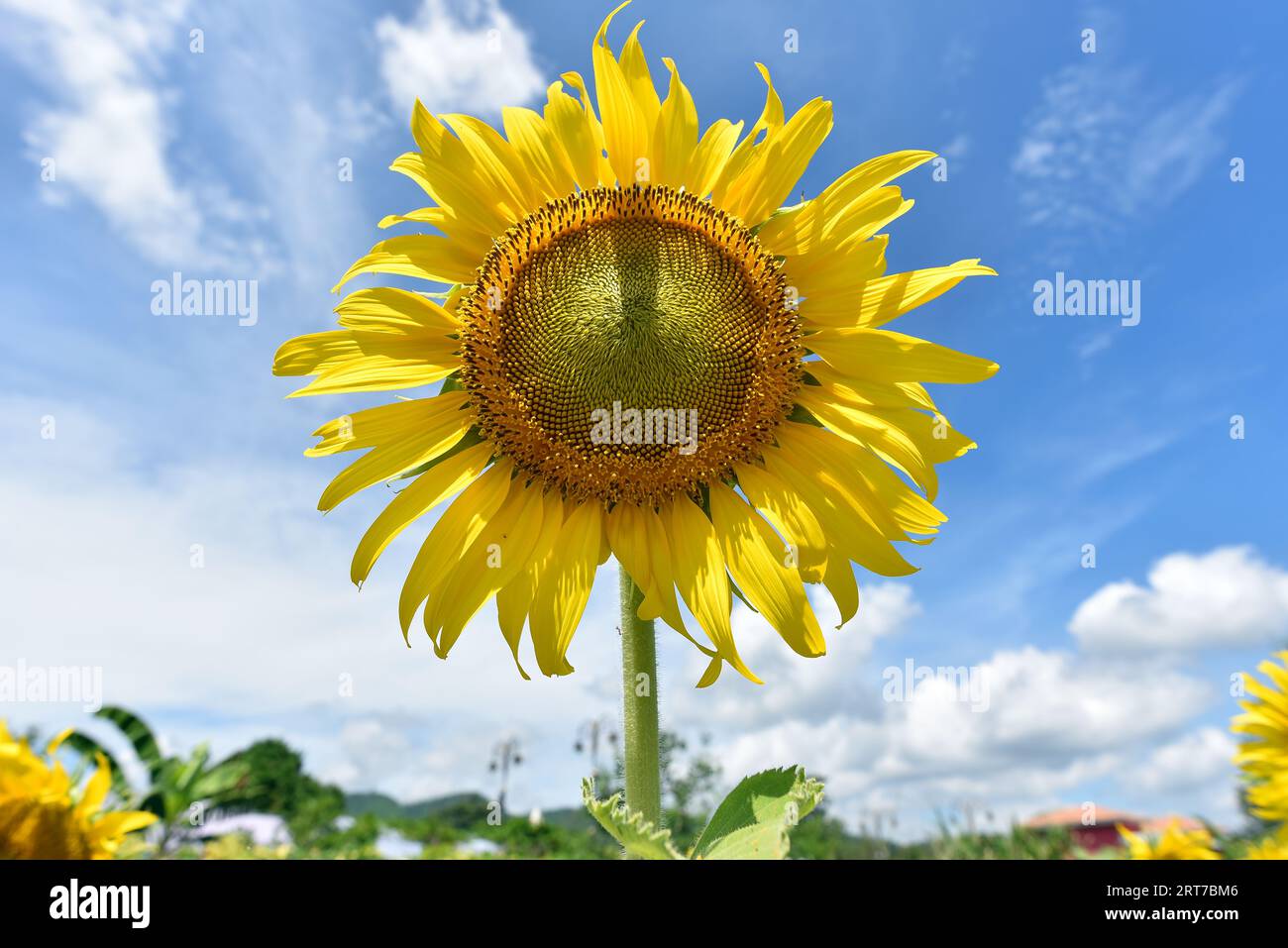 Sun flowers - Colorful sun flowers as nature background wallpaper Stock ...