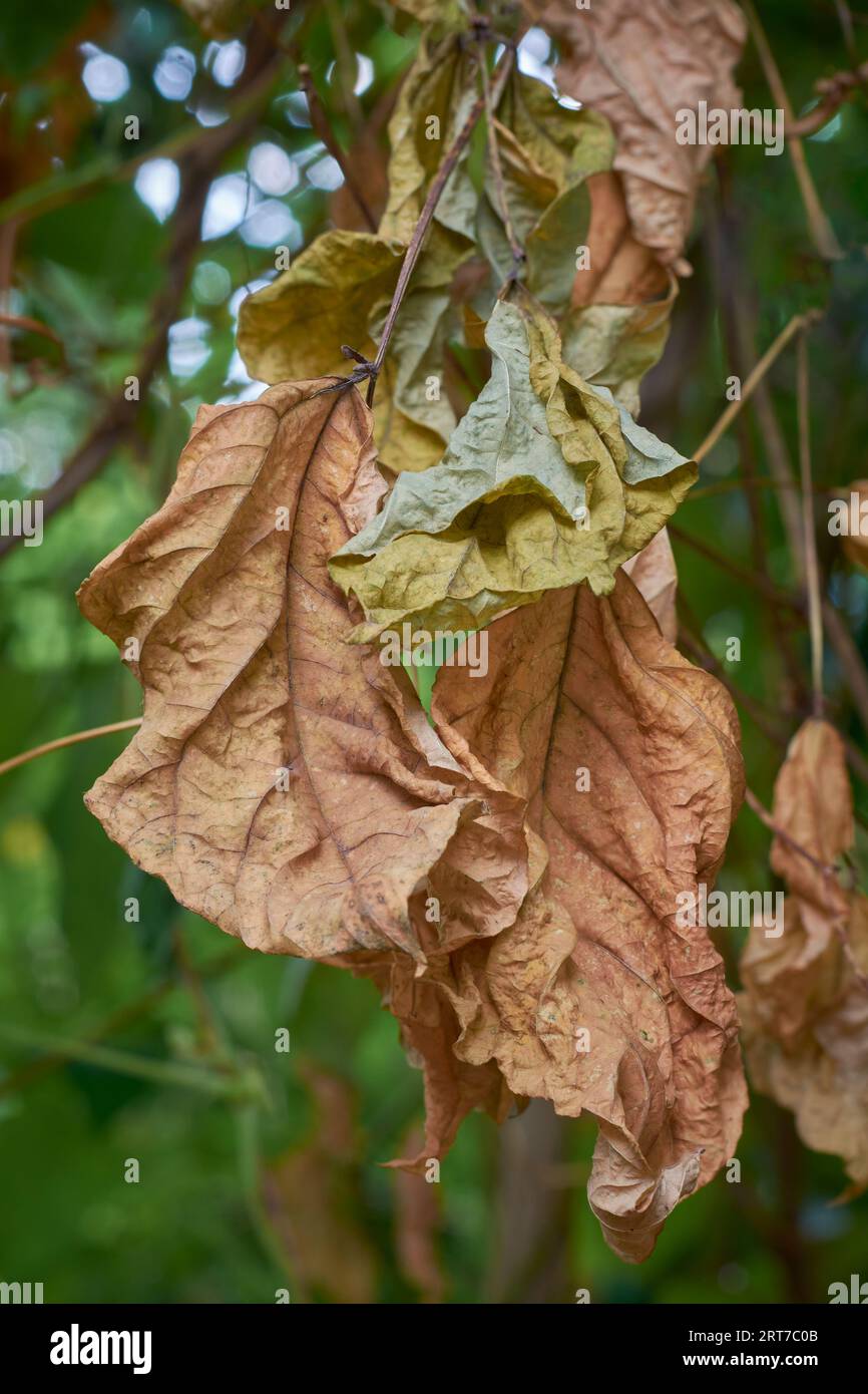 close-up of dried dead leaves on tree plant or vine, withered plant ...