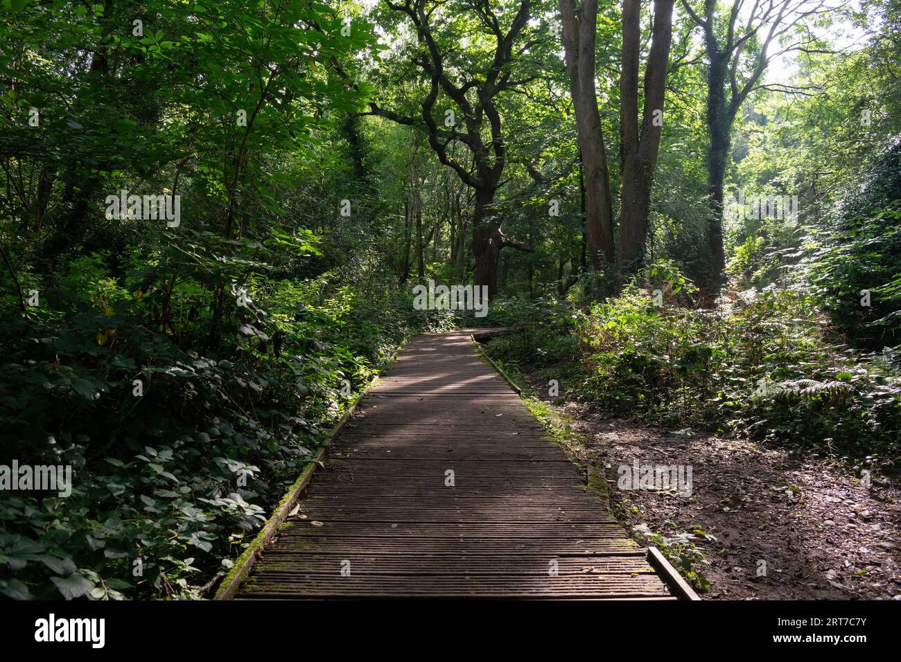 Tolkien tree hi-res stock photography and images - Alamy