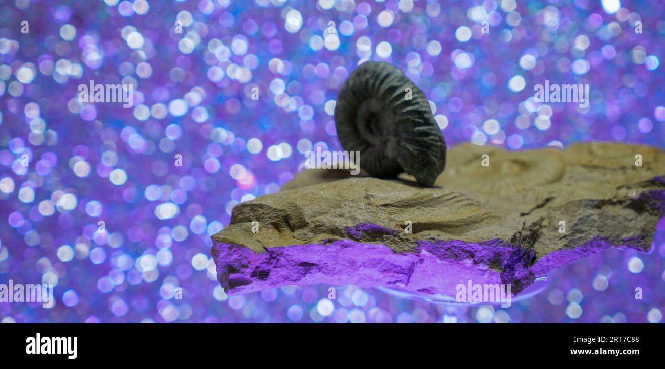 Ammonite is a fossil of a squid, photographed in close-up in the studio ...
