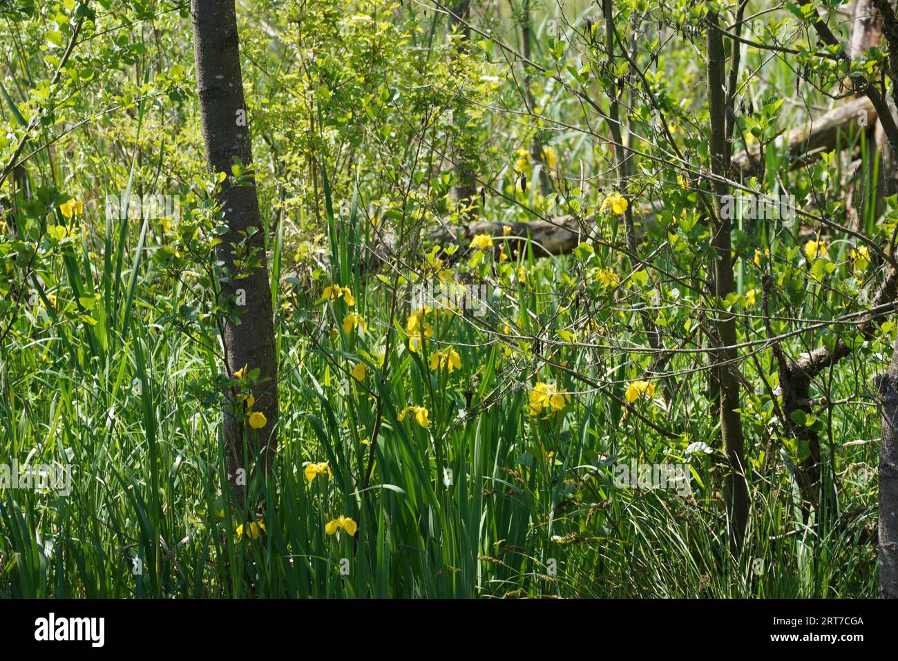 The surface of an old swamp covered with duckweed and algae, dead trees ...