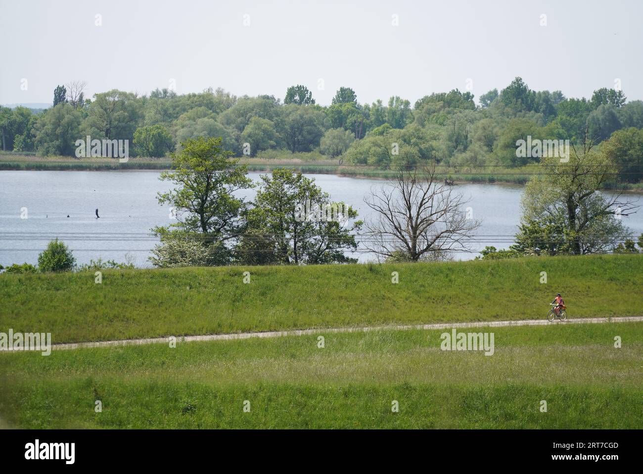 The surface of an old swamp covered with duckweed and algae, dead trees ...