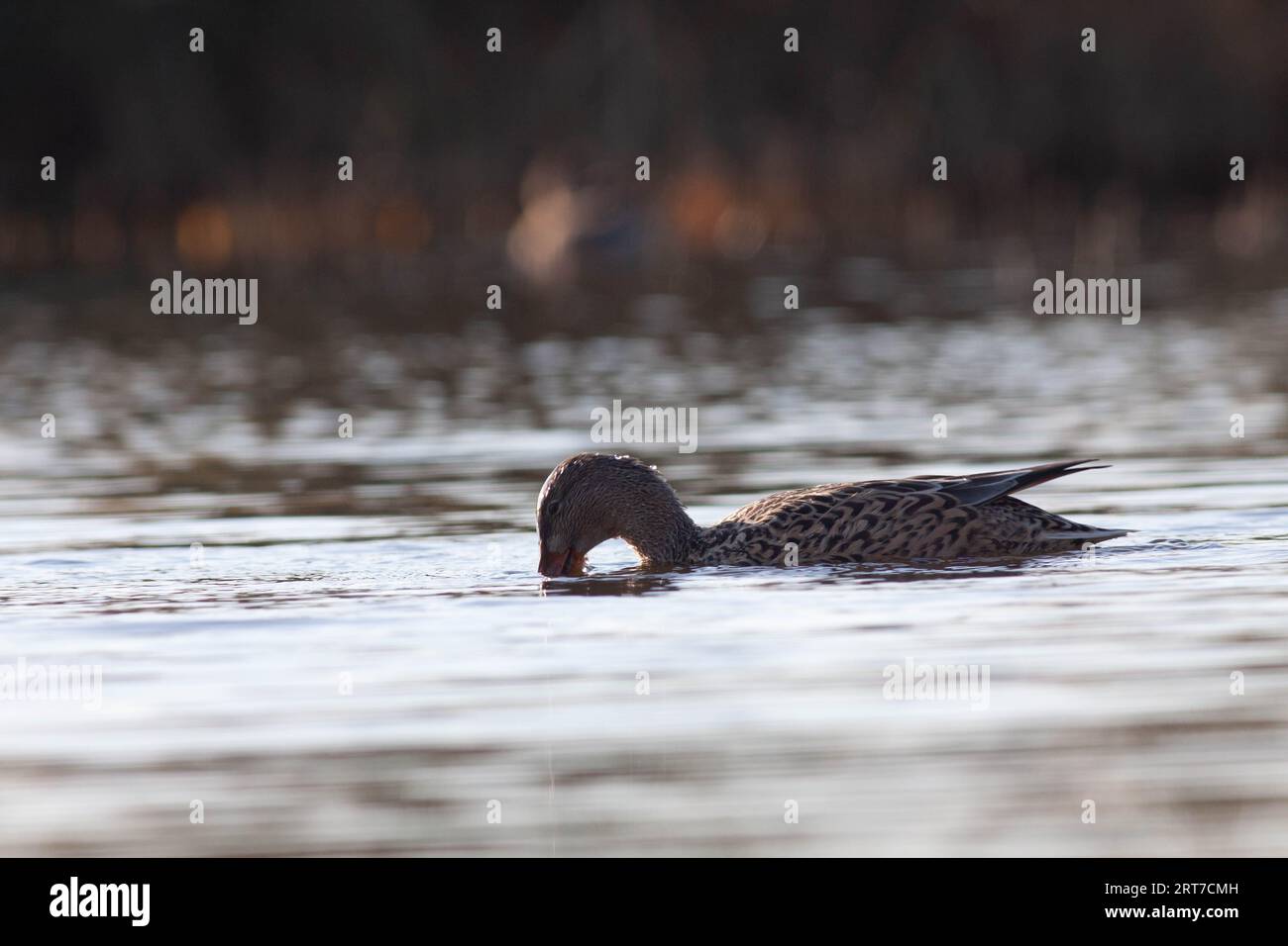 Water snake sentina hi-res stock photography and images - Alamy