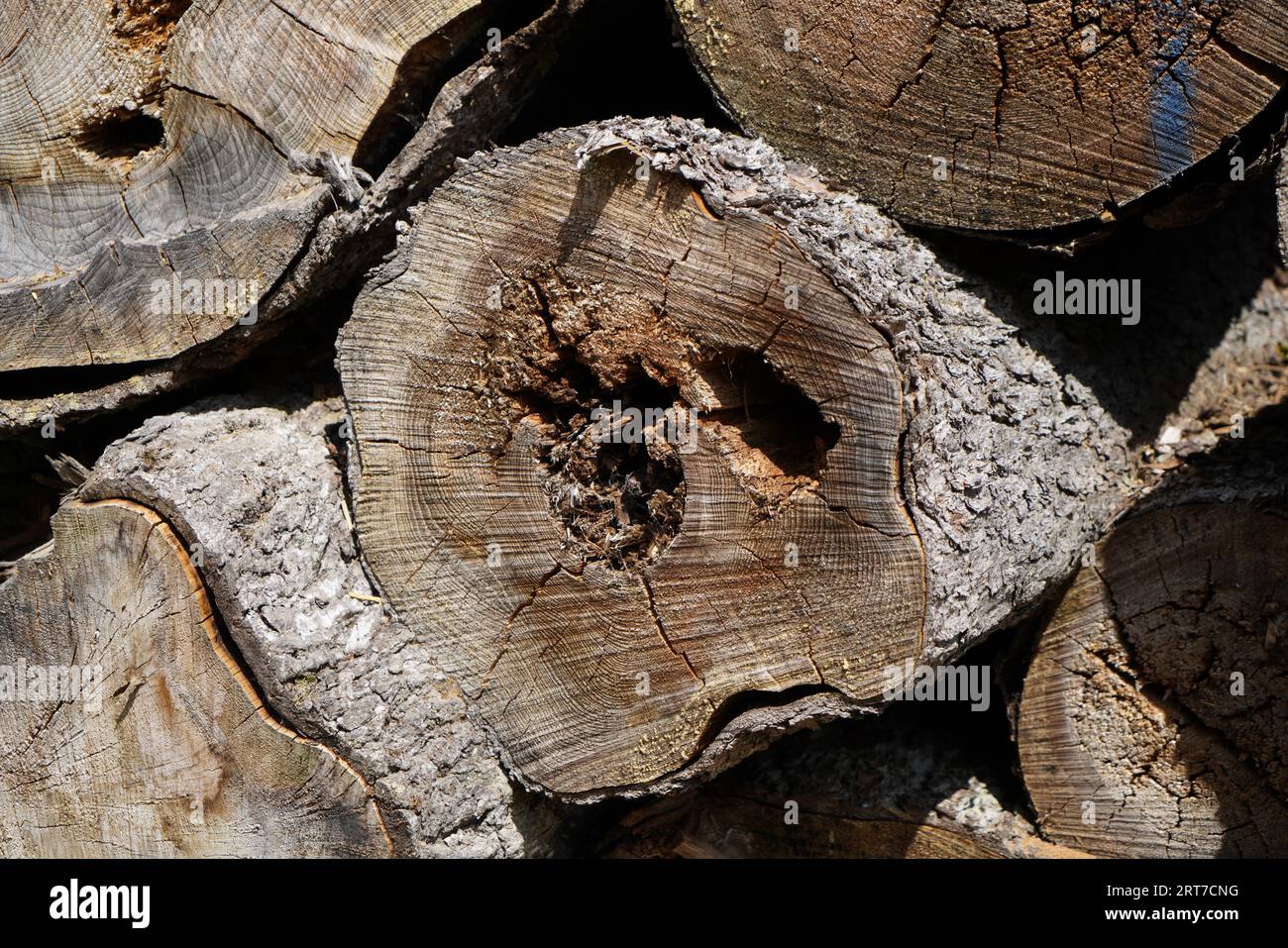 rotten wood left in the forest is a breeding ground for both good and ...
