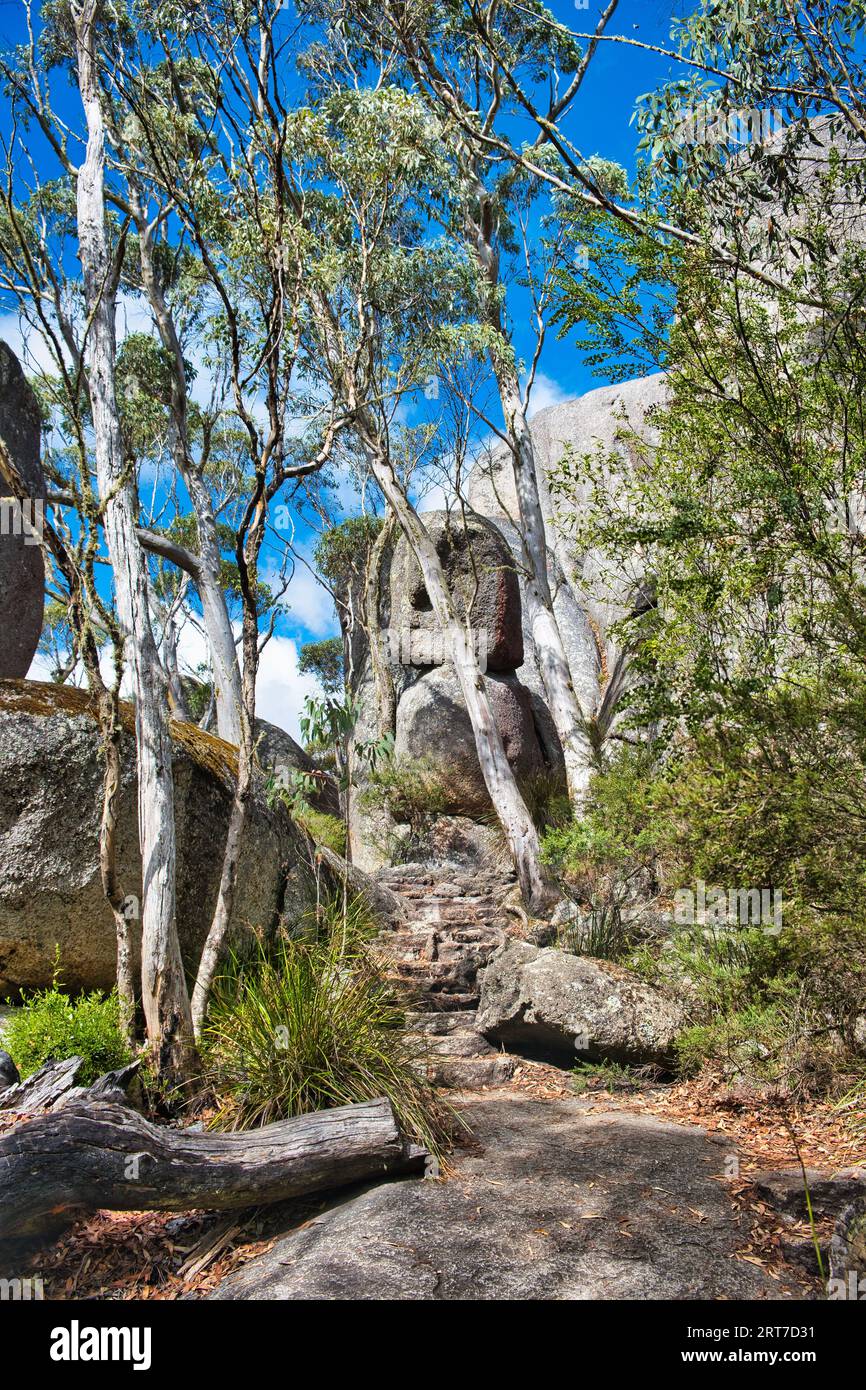 Huge granite boulders and eucalyptus trees along the Castle Rock Trail ...