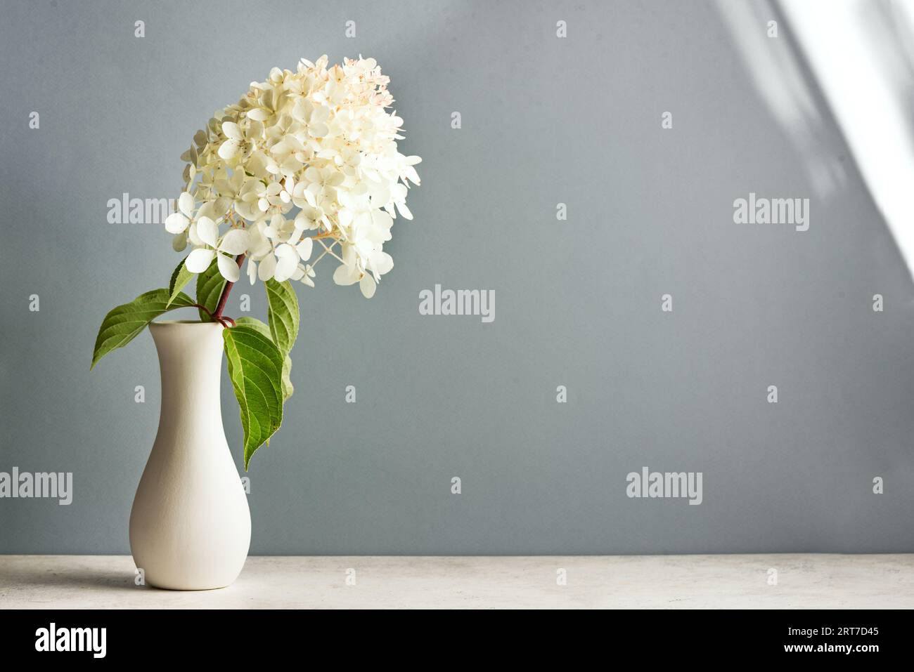 Hydrangea flower in white vase against gray blue background, copy space ...