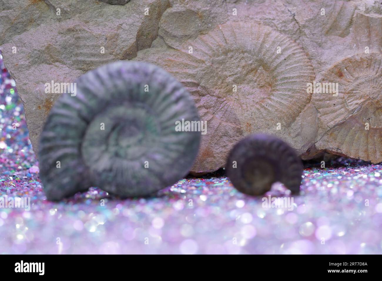 Ammonite is a fossil of a squid, photographed in close-up in the studio ...