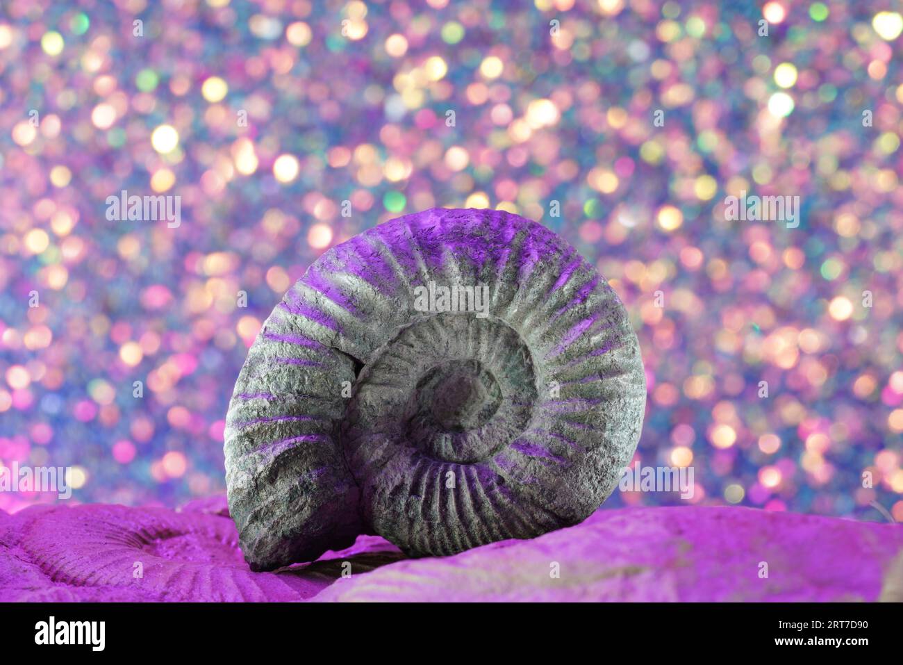 Ammonite is a fossil of a squid, photographed in close-up in the studio ...