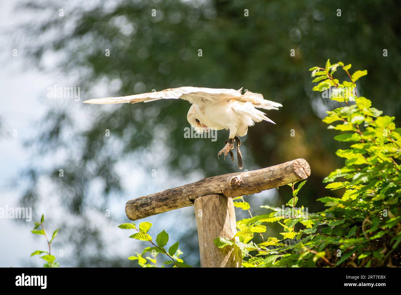 Barn owl landing on a perch Stock Photo - Alamy