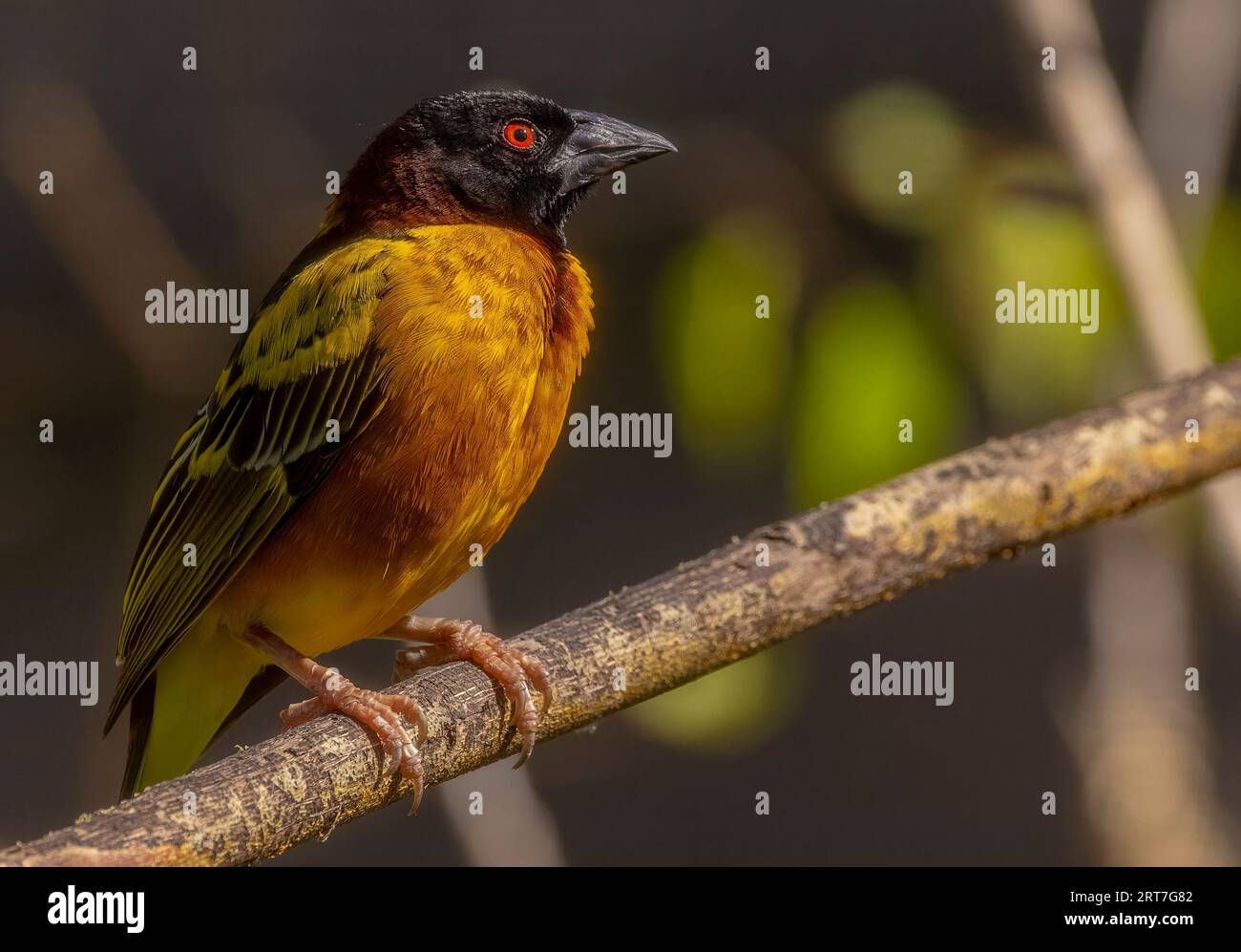 Birds with bright colours hi-res stock photography and images - Alamy