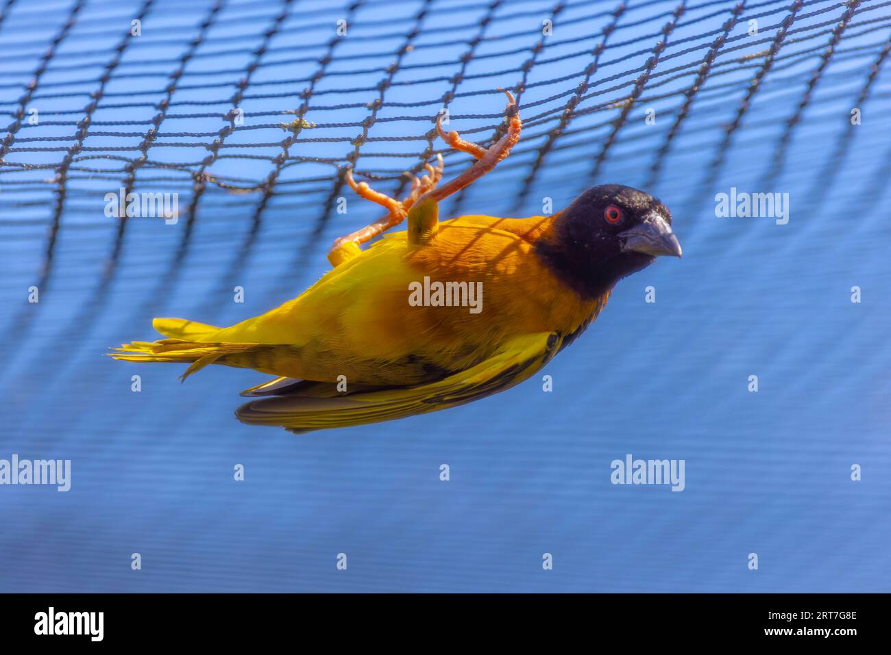 Weaver bird with bright colours Stock Photo - Alamy