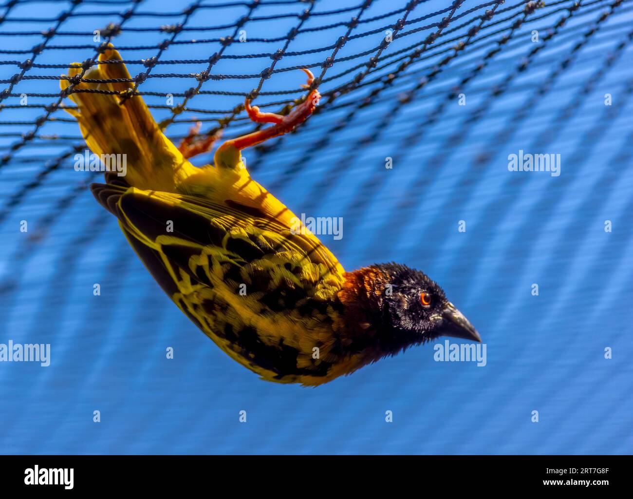 Weaver bird with bright colours Stock Photo - Alamy