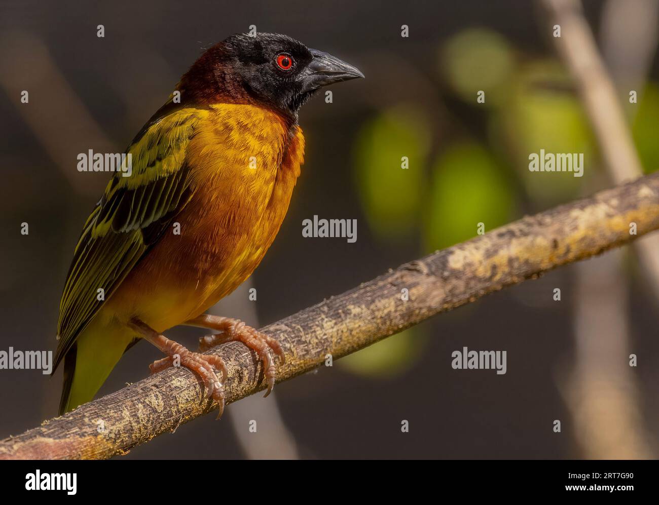 Weaver bird with bright colours Stock Photo - Alamy