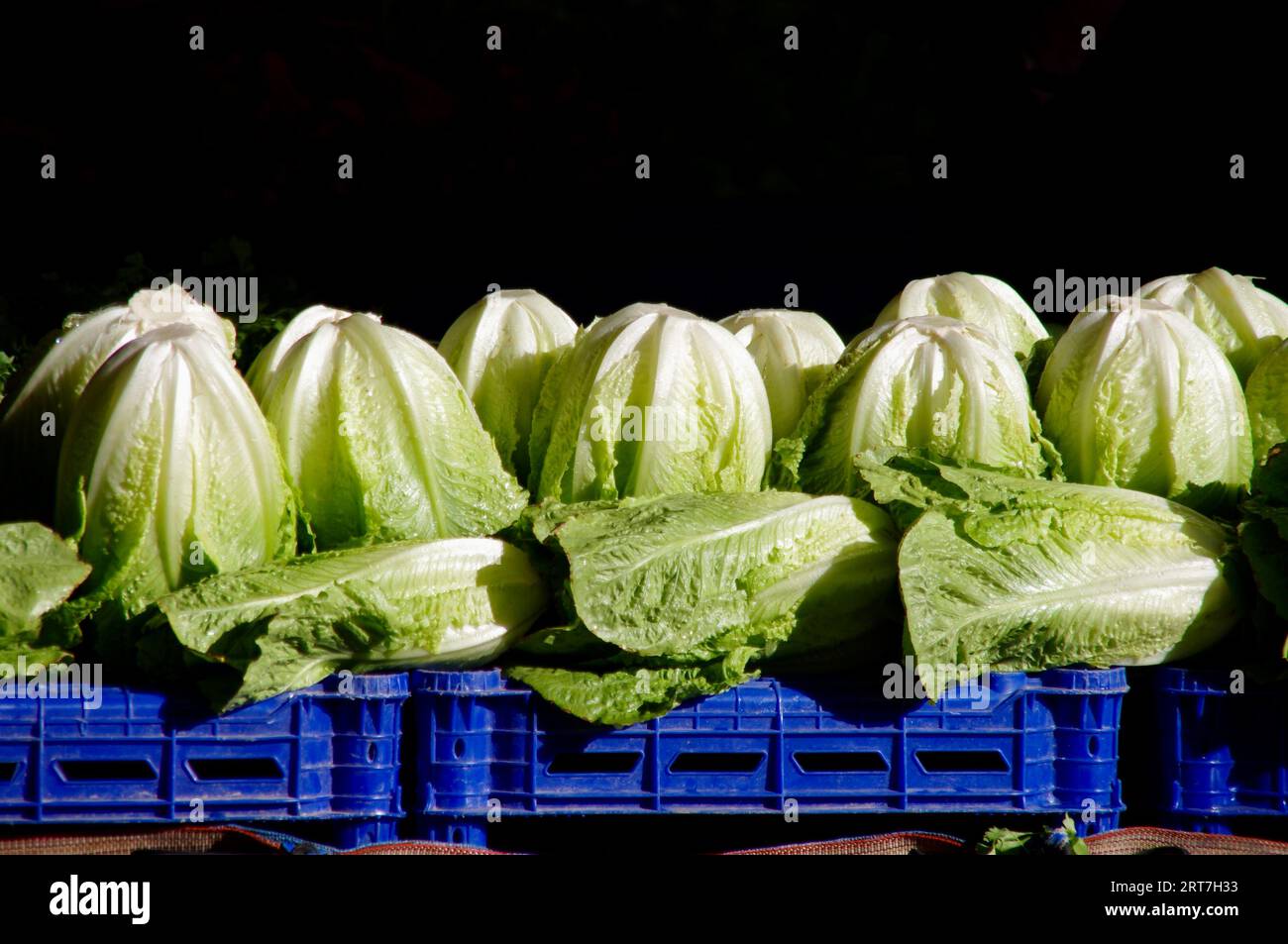 A Tray of Fresh Green Lettice on a blue tray in a Turkish Market Stock ...