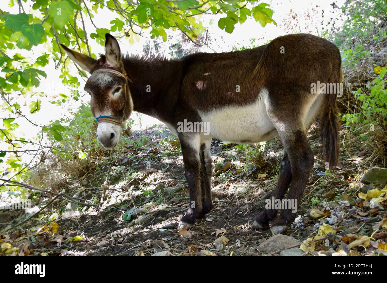 Donkey on white background donkey hi-res stock photography and images ...