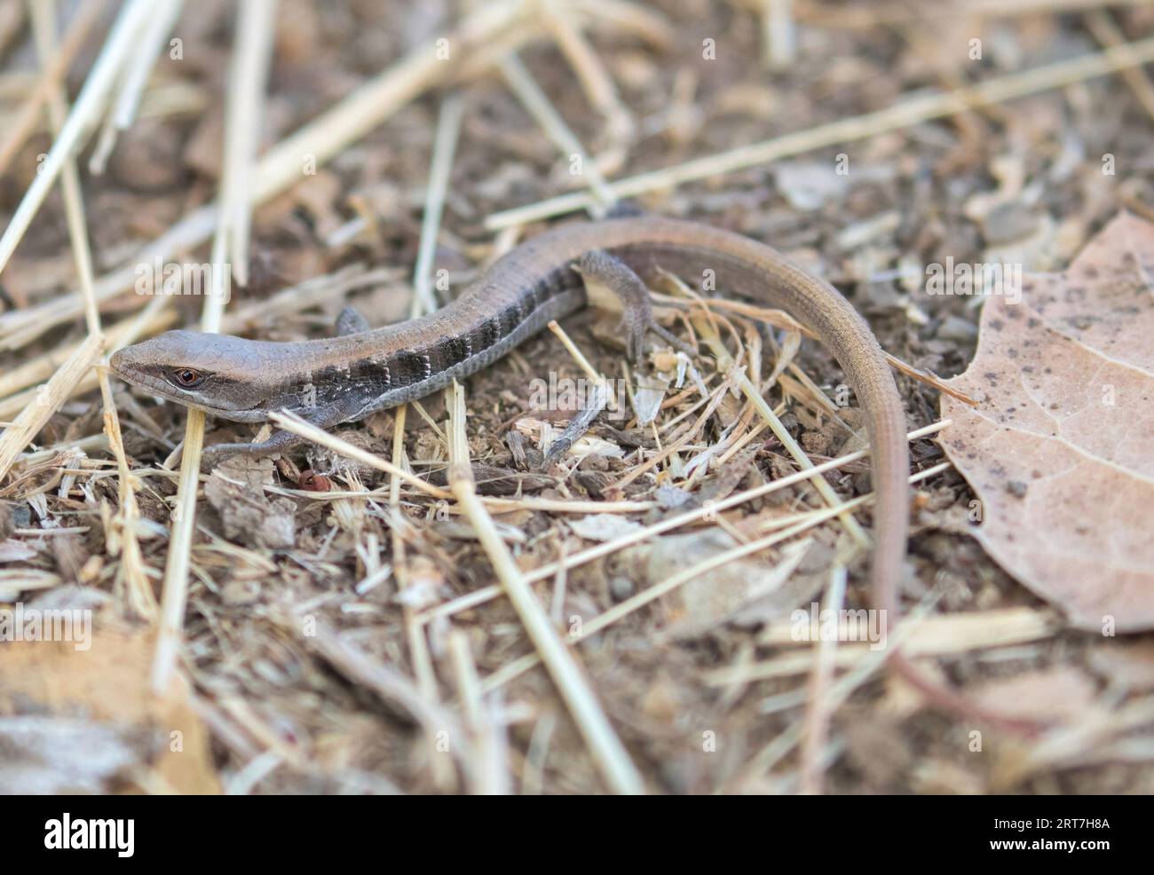 Baby Alligator Lizards Forest Alligator Lizard Photos, Images