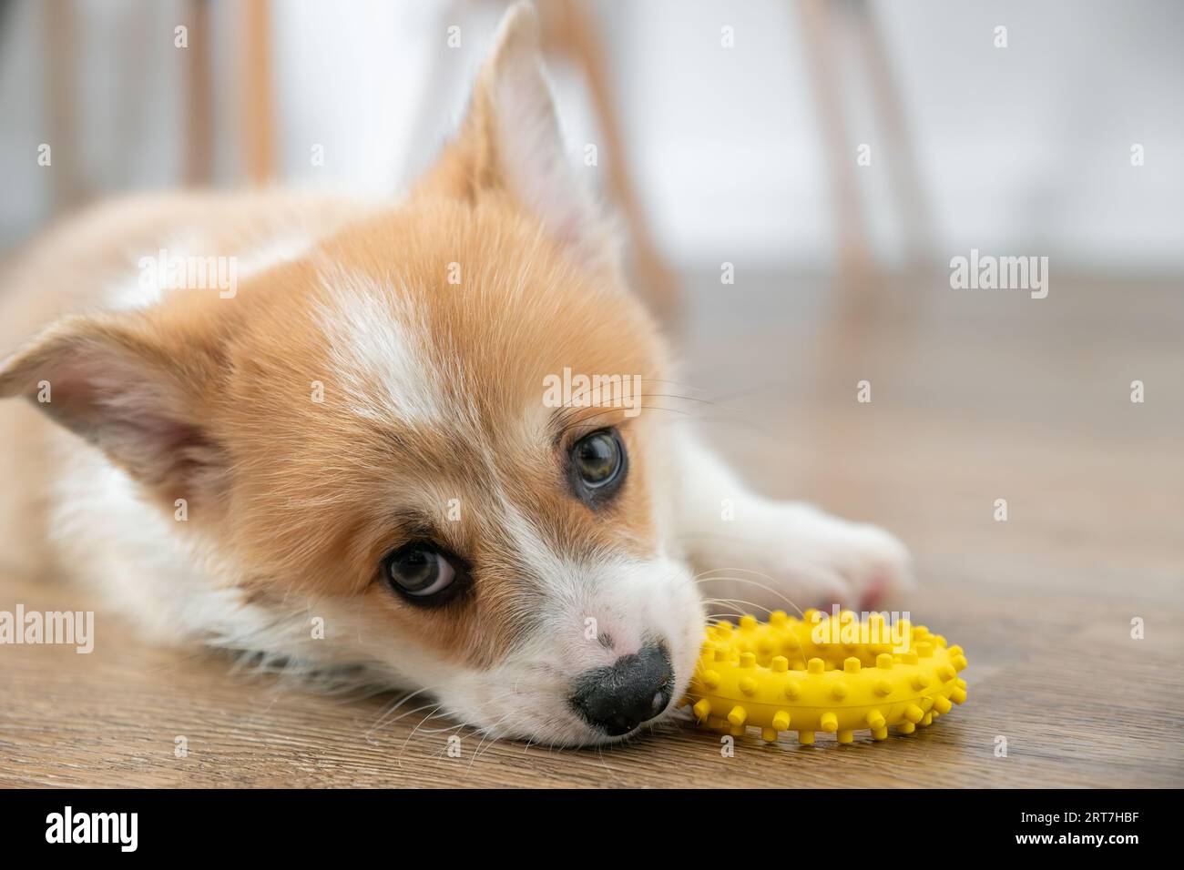 Corgi puppy laying hi-res stock photography and images - Alamy