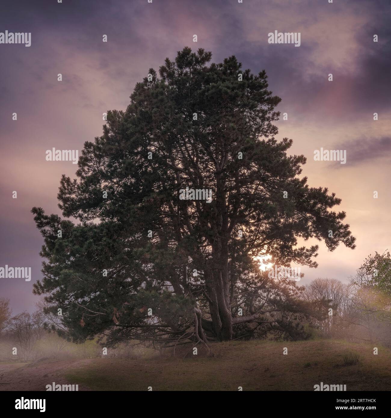 Tree in mist at sunset hi-res stock photography and images - Alamy