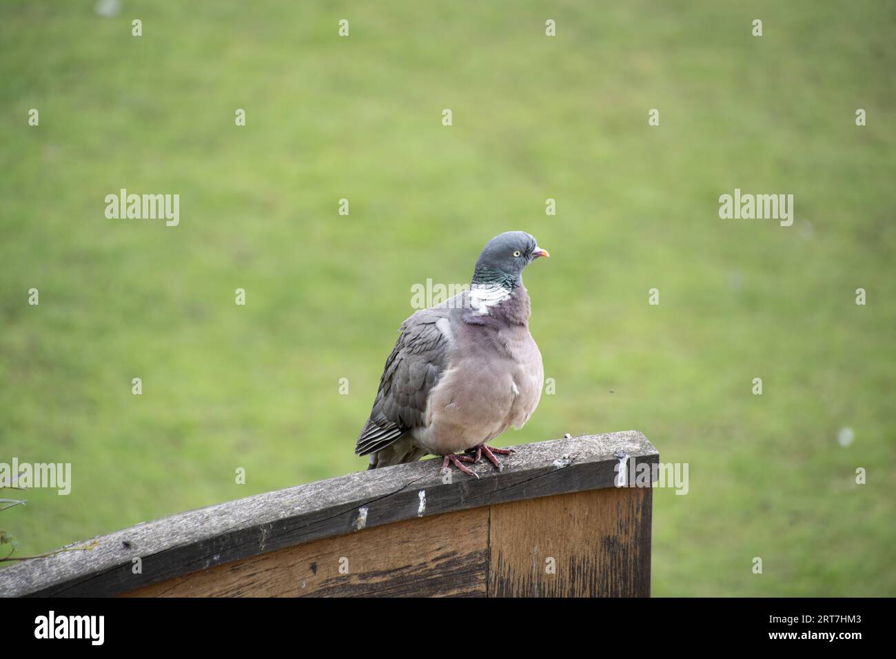 Gray wild pigeon walking hi-res stock photography and images - Alamy