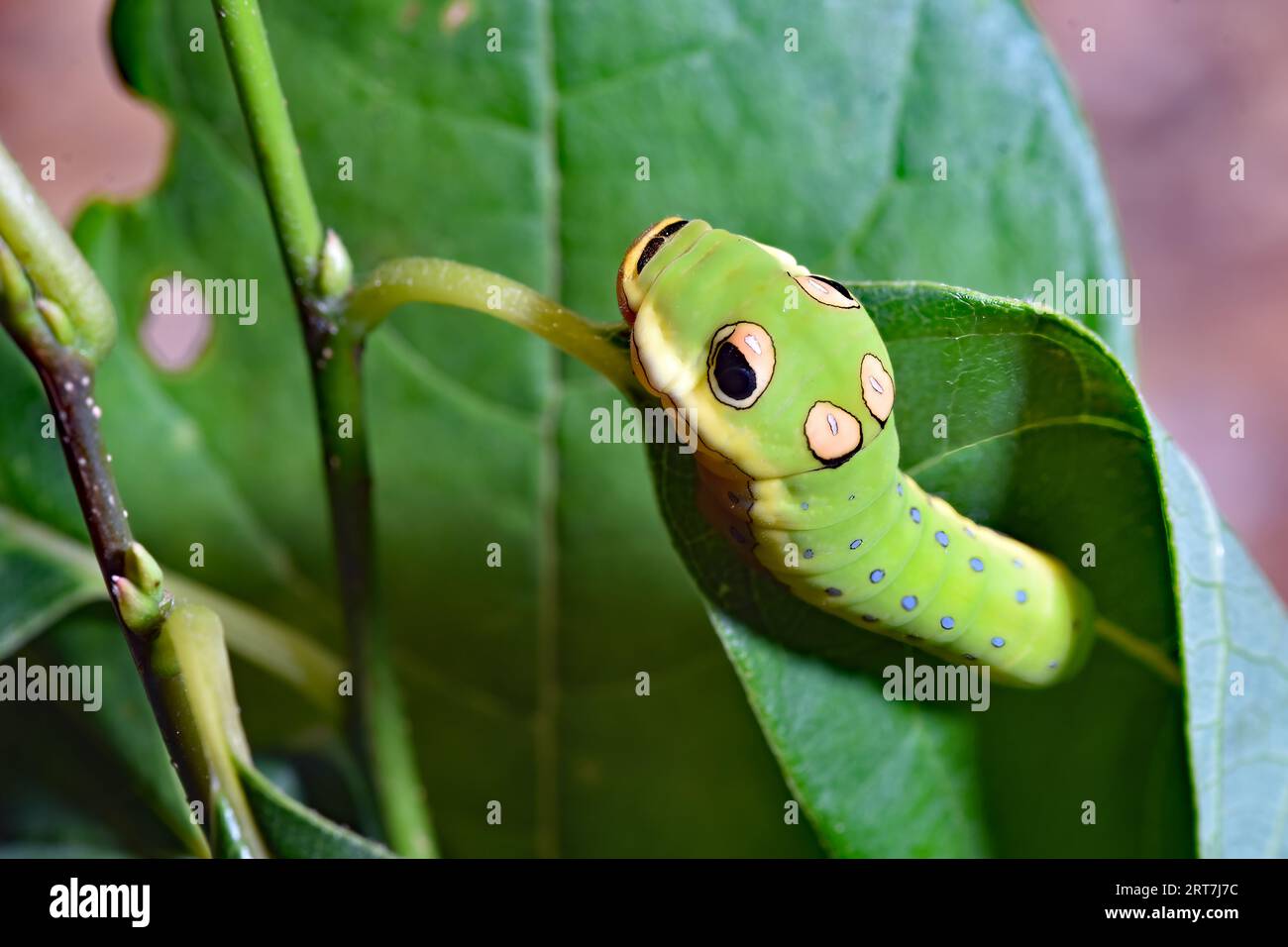 Spicebush Swallowtail butterfly (Papilio troilus) caterpillar Stock ...