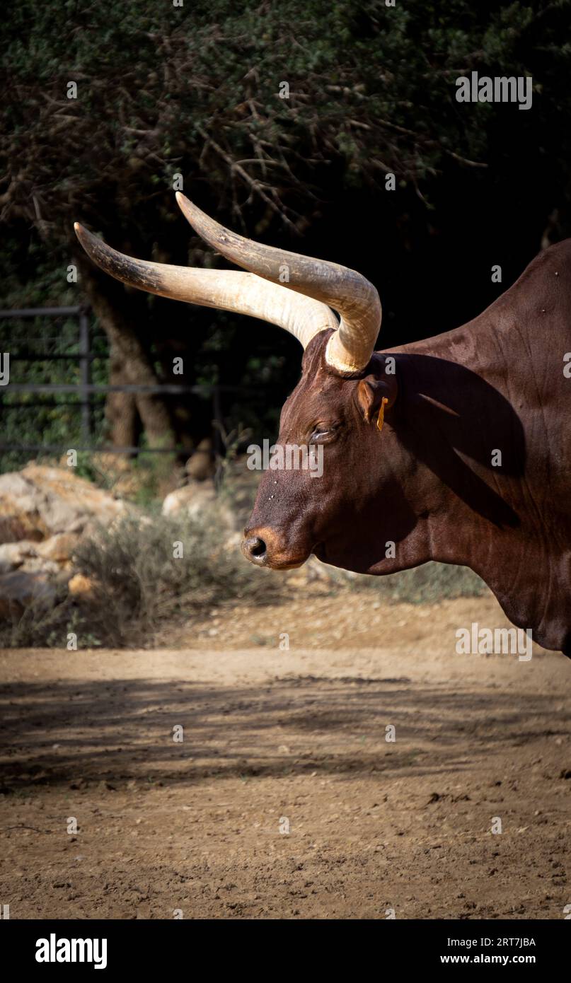 The beautiful portrait of a beautiful african cattle with massive horns ...