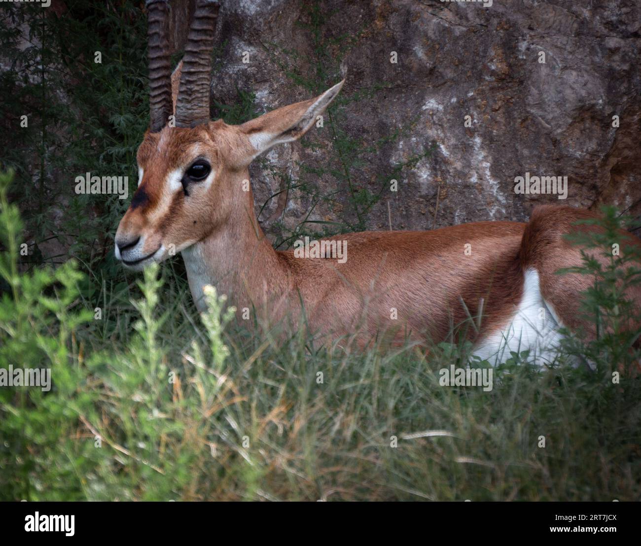 Antelope face hi-res stock photography and images - Alamy