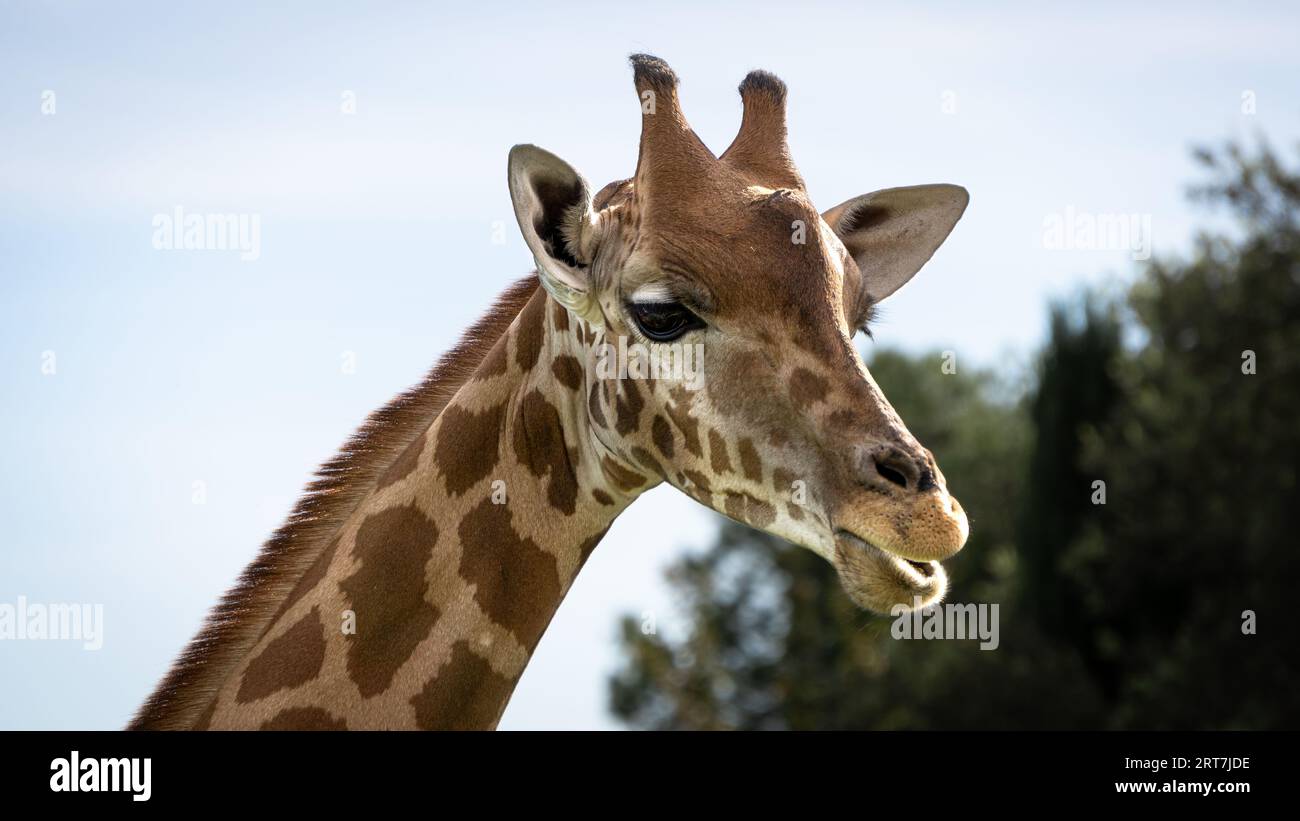 The portrait of a young giraffe grazing the grass and looking curiously ...