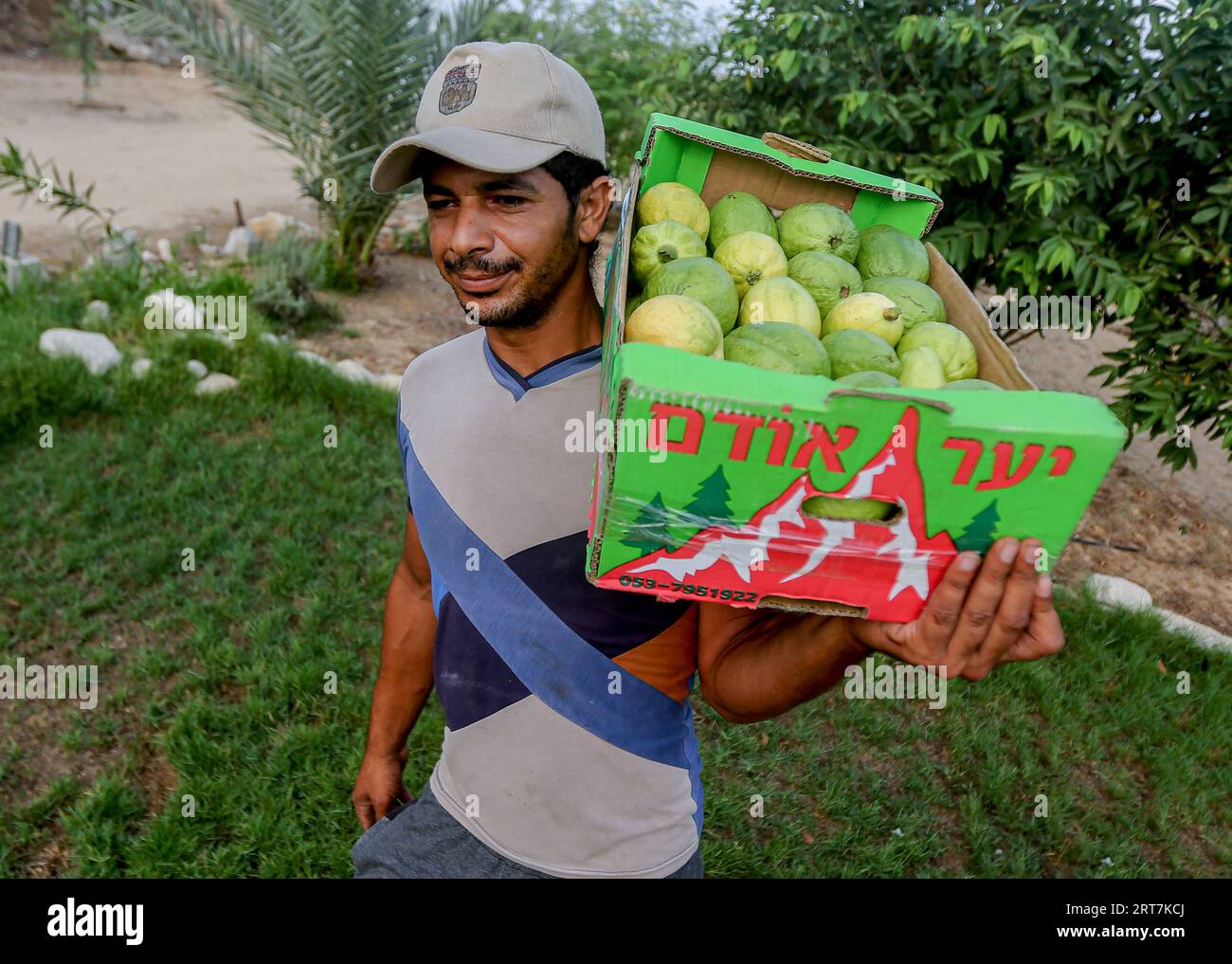Gaza, Palestine. 11th Sep, 2023. A Palestinian farmer carries a box of ...