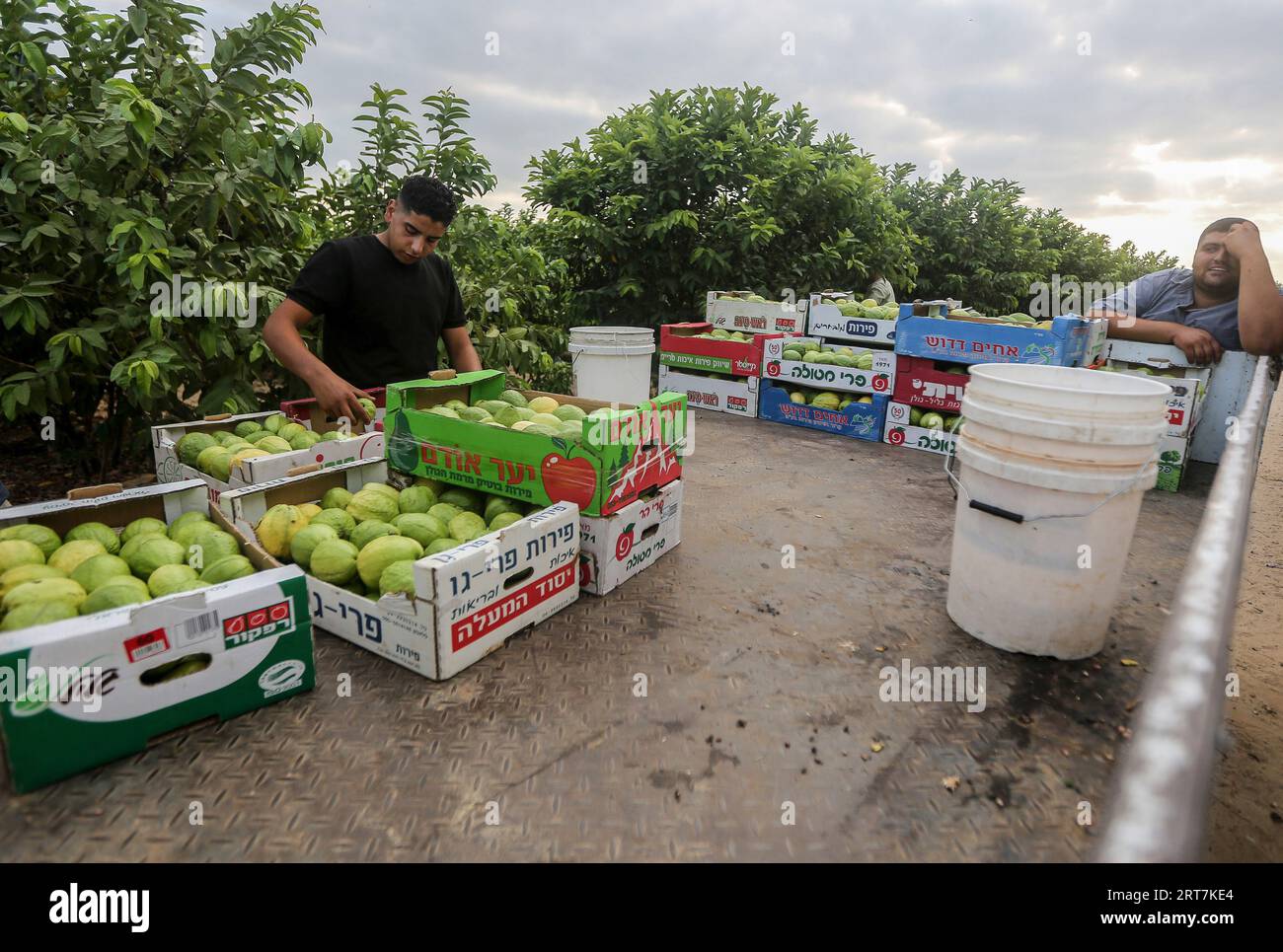 Gaza, Palestine. 11th Sep, 2023. A Palestinian farmer sorts guava ...
