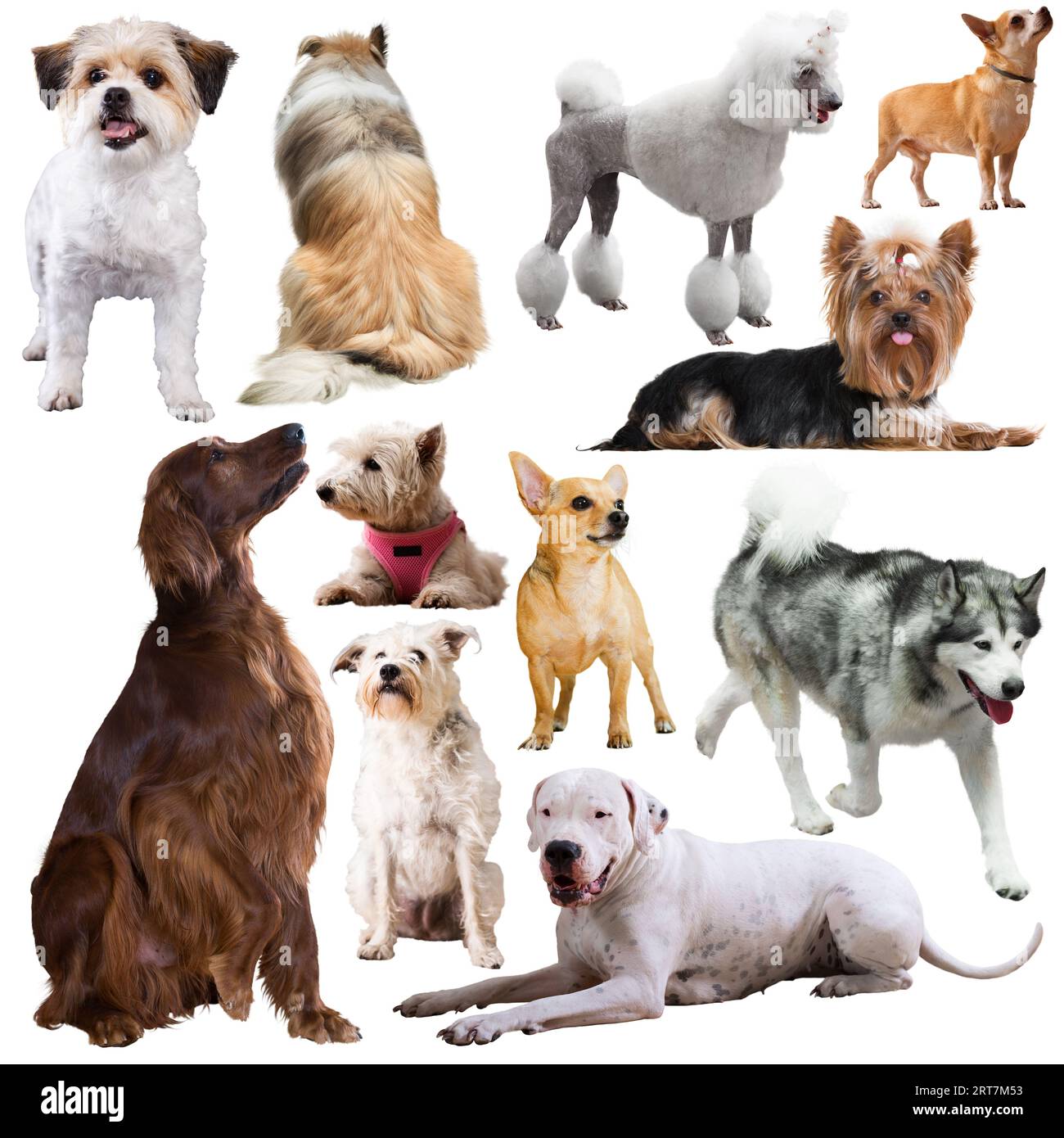 Collection of purebred dogs isolated on white background Stock Photo ...