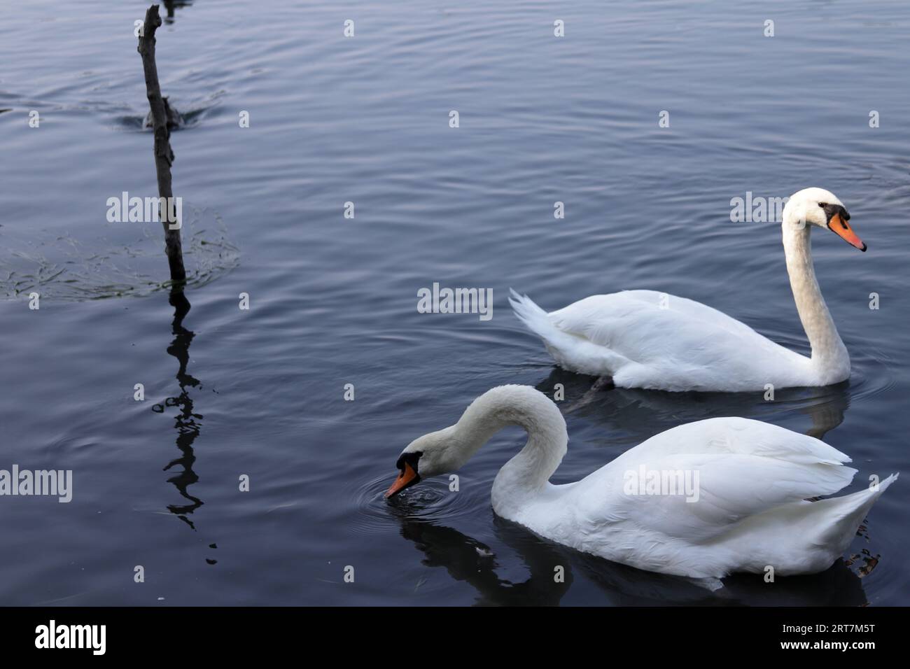 Due cigni hi-res stock photography and images - Alamy