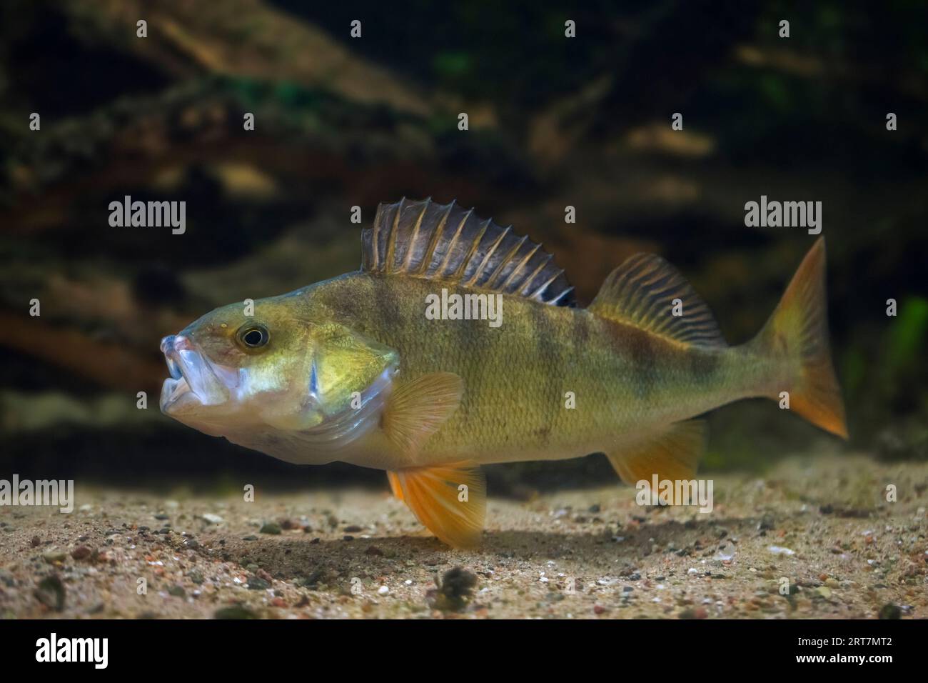 European perch / common perch / redfin perch / English perch (Perca ...