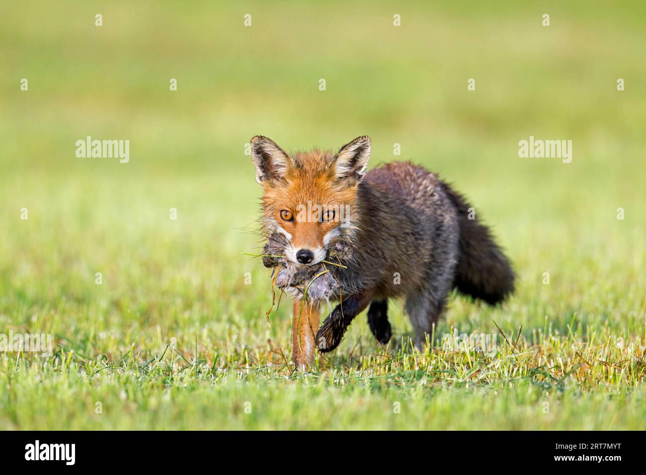 Red fox (Vulpes vulpes) in freshly mowed meadow / cut grassland ...