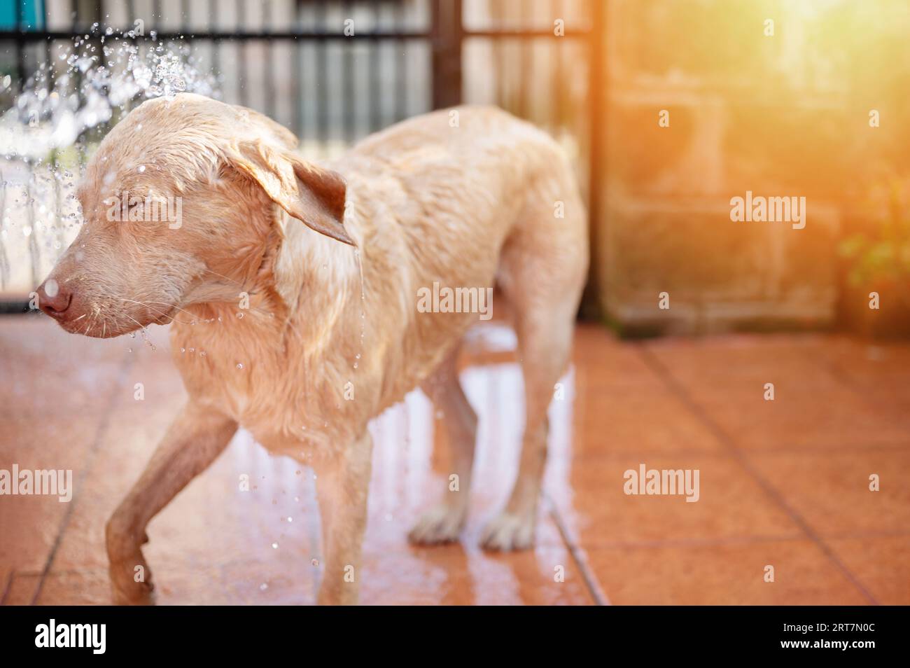 Spray water on labrador dog on home patio background Stock Photo - Alamy