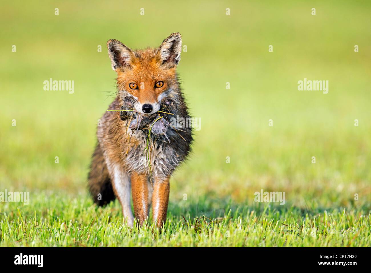 Red fox (Vulpes vulpes) in freshly mowed meadow / cut grassland ...