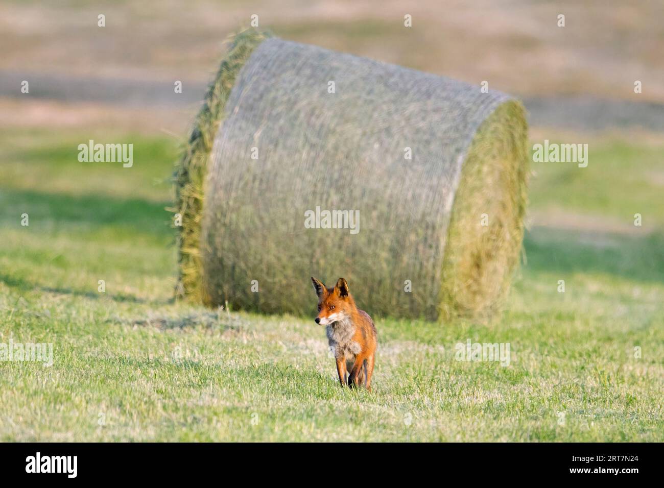 Red fox (Vulpes vulpes) hunting in freshly mowed meadow / cut grassland ...