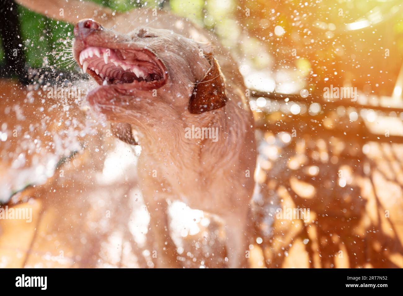 Labrador dog escape from washing spray water fro hose clsoe up view ...