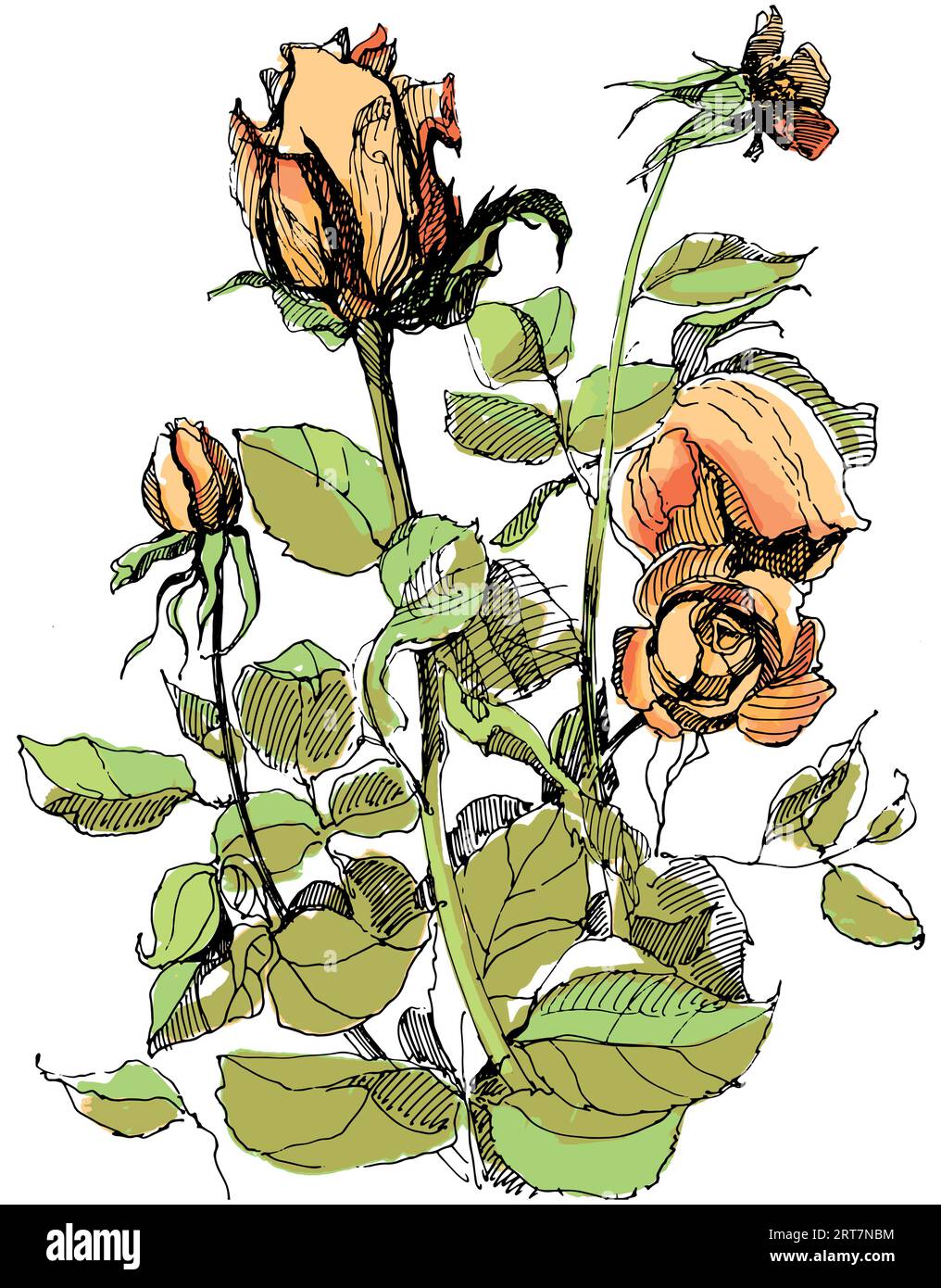 Bouquet of roses. Graphic drawing, engraving style. Vector illustration ...