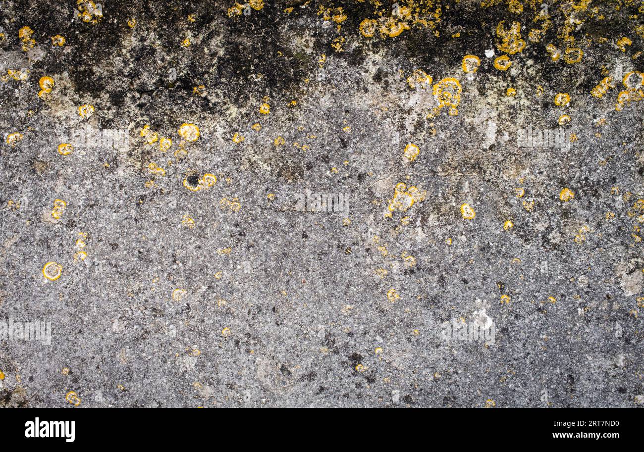 Old wall with a lot of texture and areas with lichen and mould. Concept ...