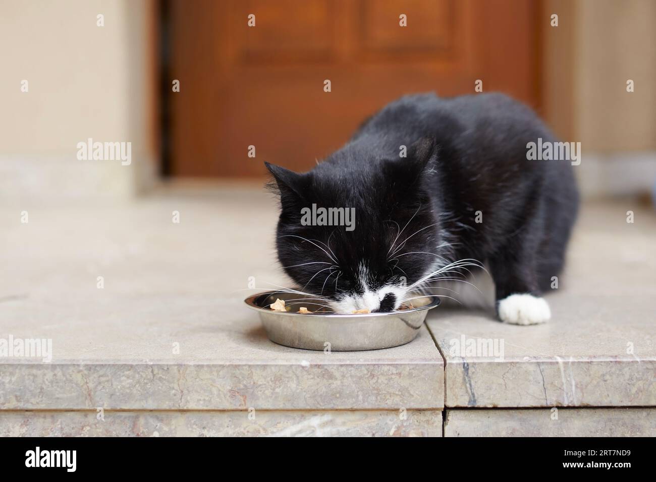 Feeding of pets. Cute hungry cat eat from metal bowl in front of door ...