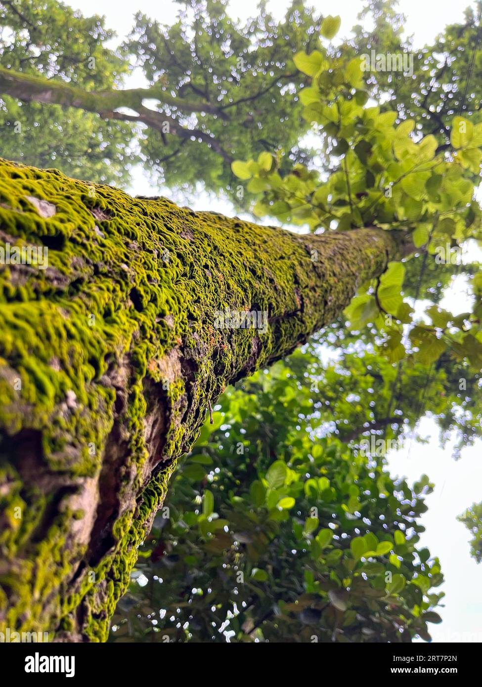 Montages moss hi-res stock photography and images - Alamy