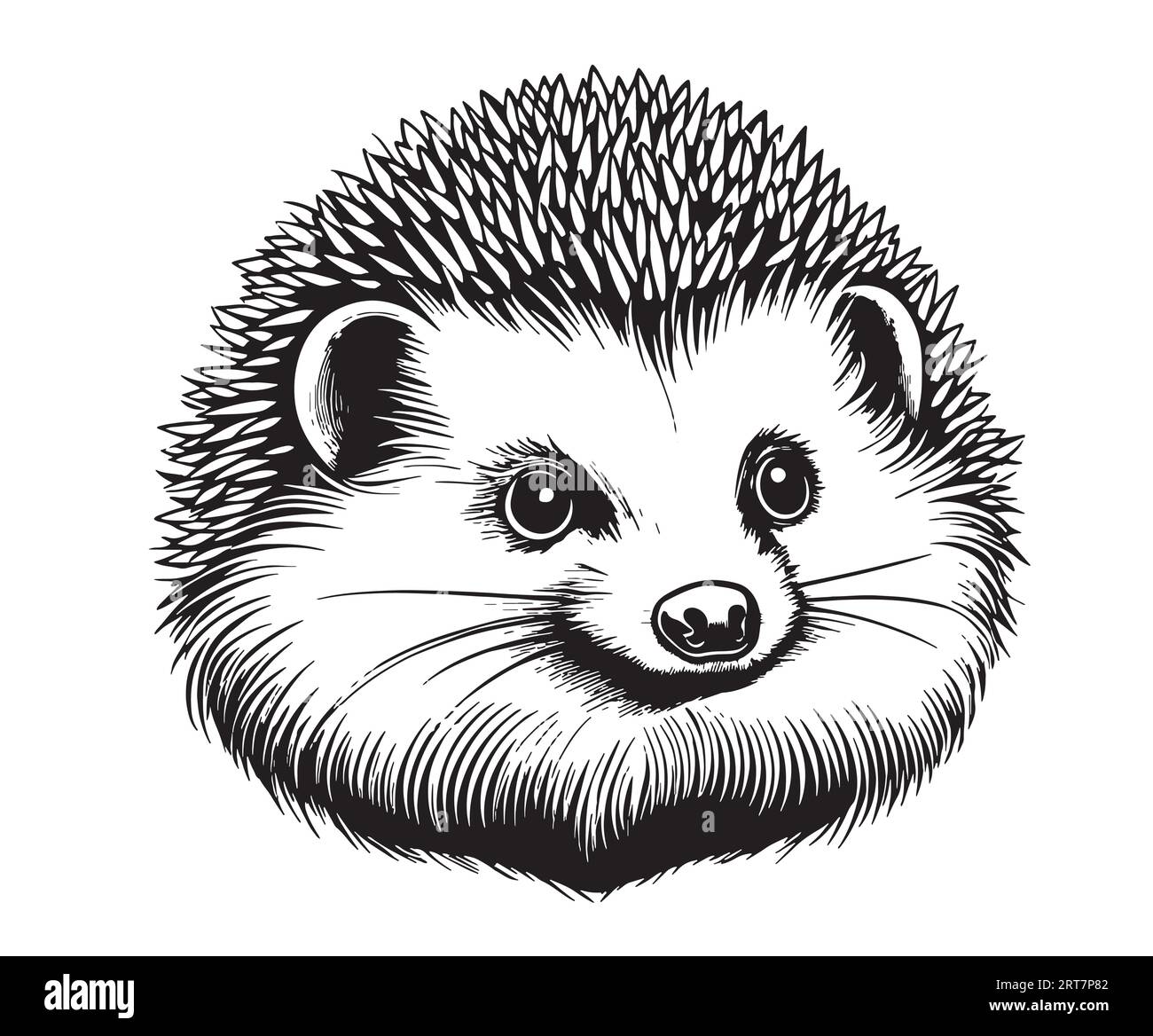 Hedgehog head animal sketch drawn in hand graphic style Vector Stock ...
