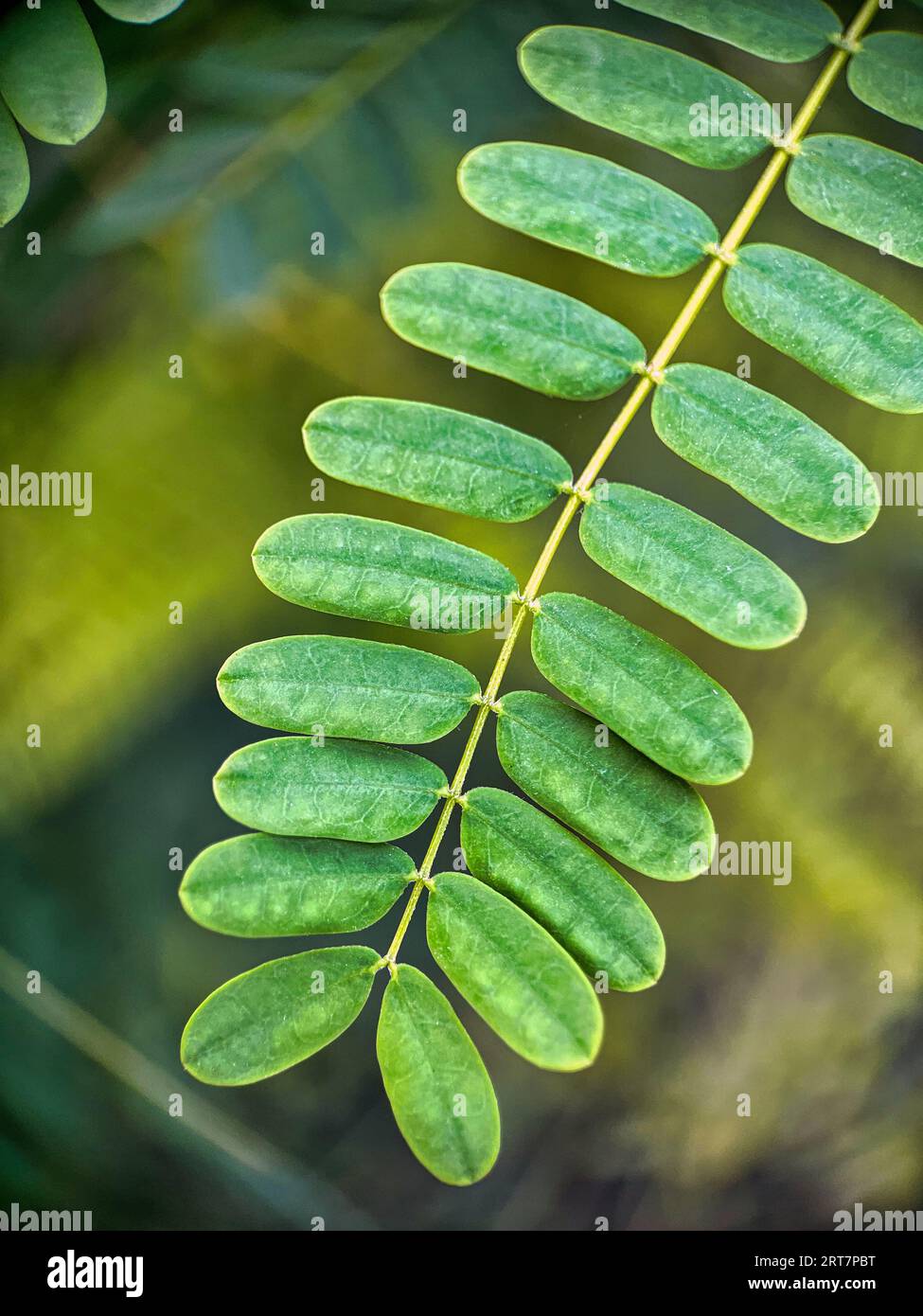 Green leaves of Tamarind, Fresh green leaves Stock Photo - Alamy