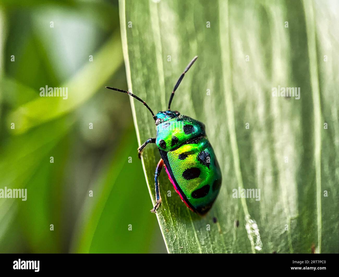 Insect family tree hi-res stock photography and images - Alamy